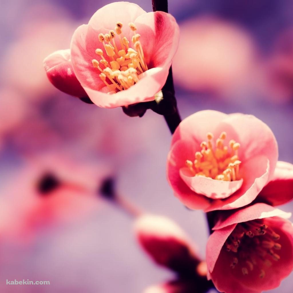 かわいい梅の花(1024x1024px)のデスクトップPC用の壁紙 | 高画質 | 壁紙キングダム