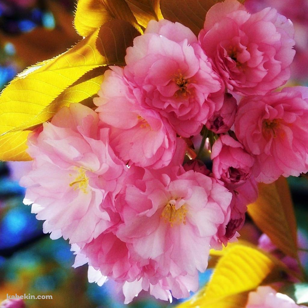 Cute Pink Flower(1024x1024px)のデスクトップPC用の壁紙 | 高画質 | 壁紙キングダム